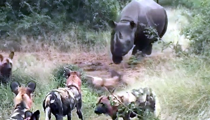 Rhino vs. Wild Dogs