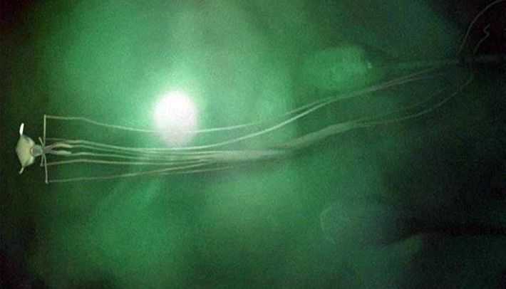 Weirdest Creatures Filmed Beneath Oil Rigs